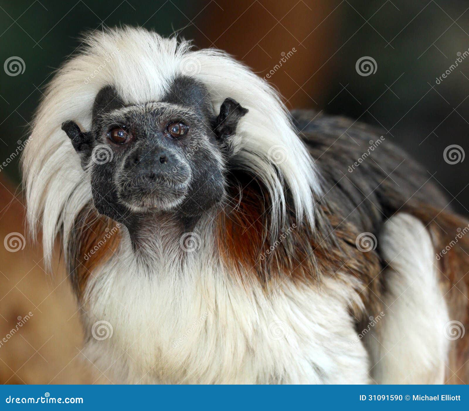 Monkey stock photo. Image of brown, creature, fingers - 31091590