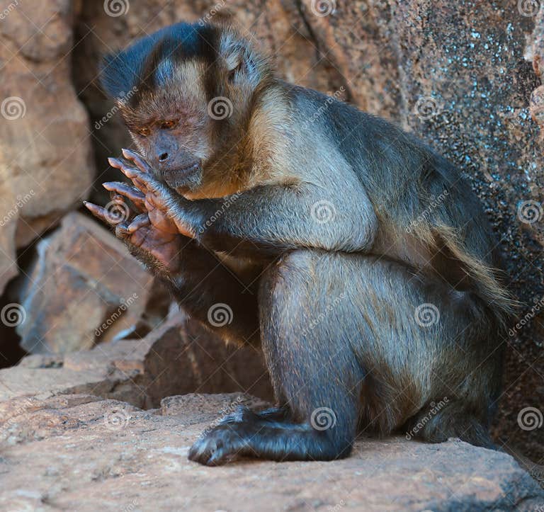 Monkey Counting stock image. Image of black, intelligent - 20517147