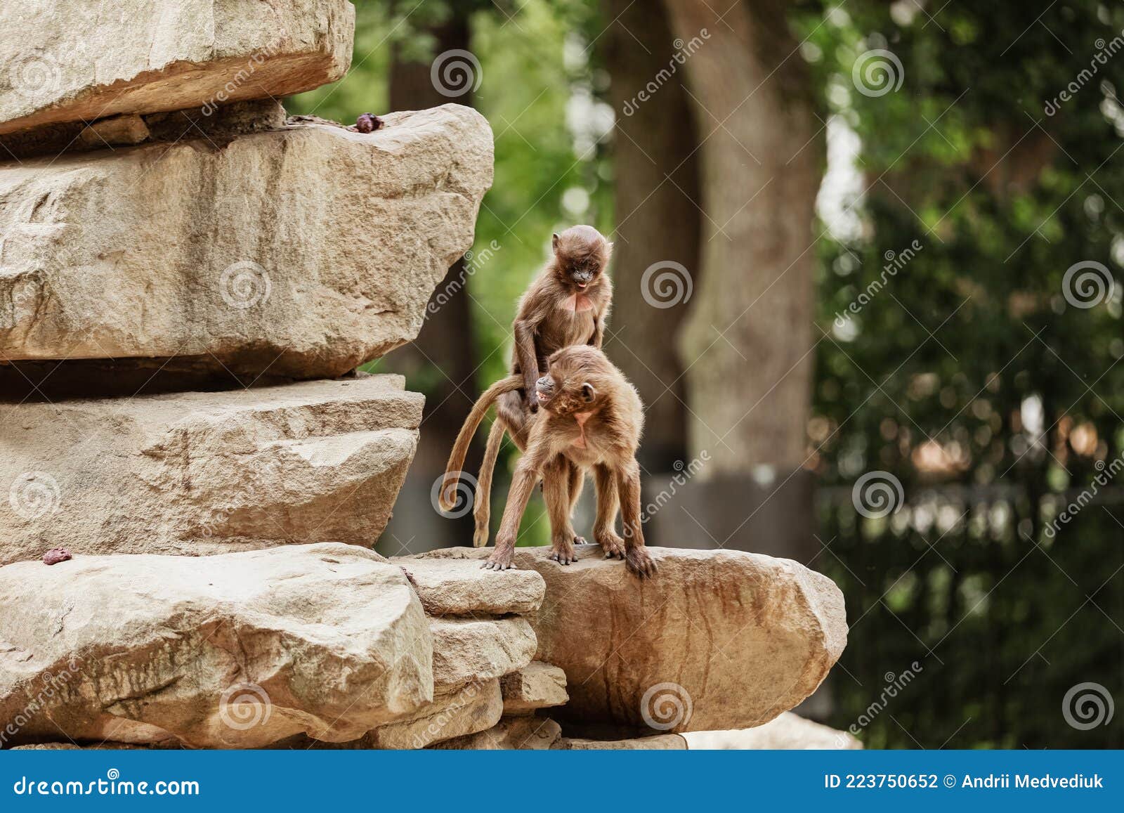 Monkey Couple Breeding on the Tree in a Jungle Scene Stock Photo ...