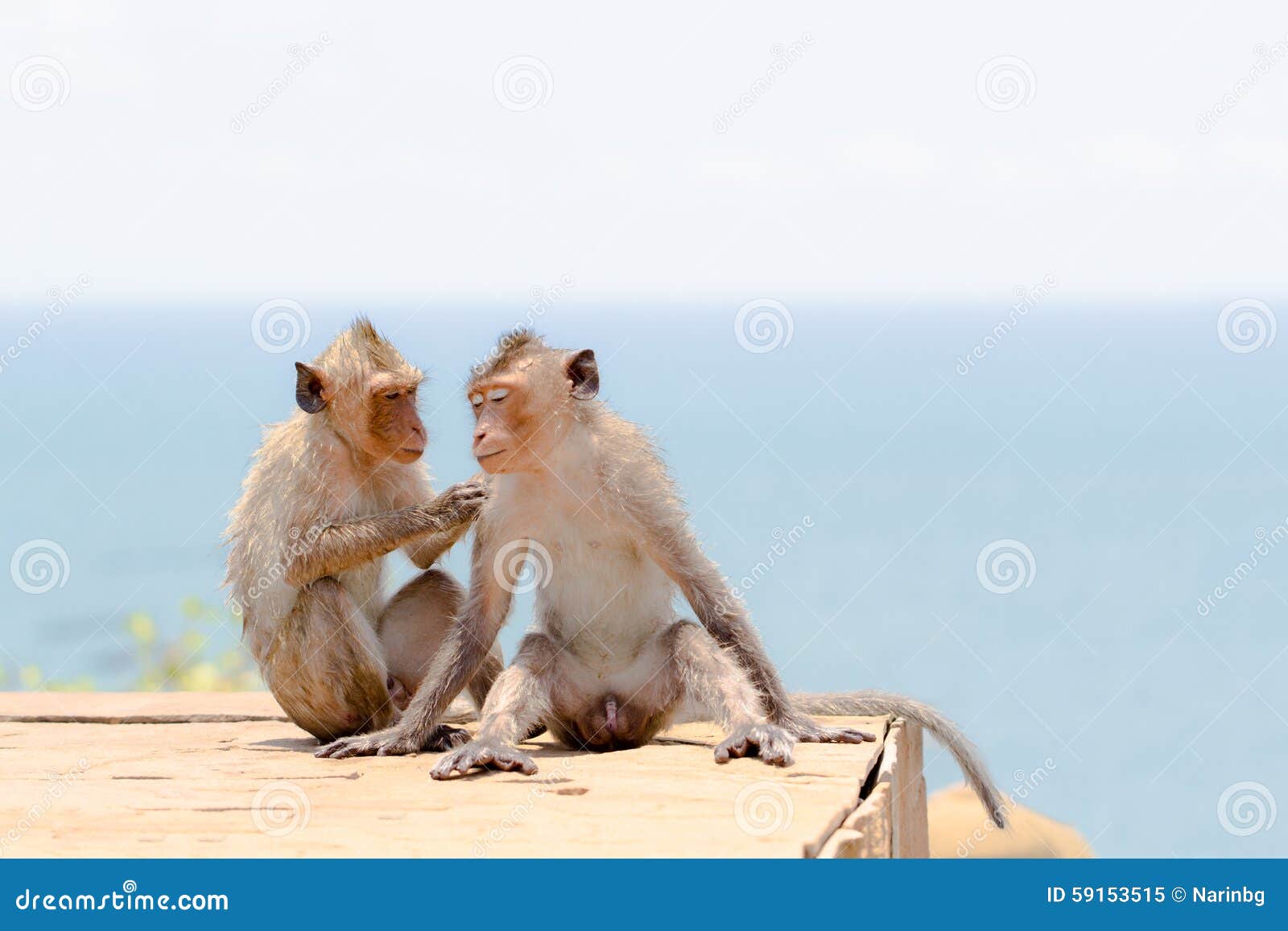 Monkey stock image. Image of cute, macaque, nature, natural - 59153515