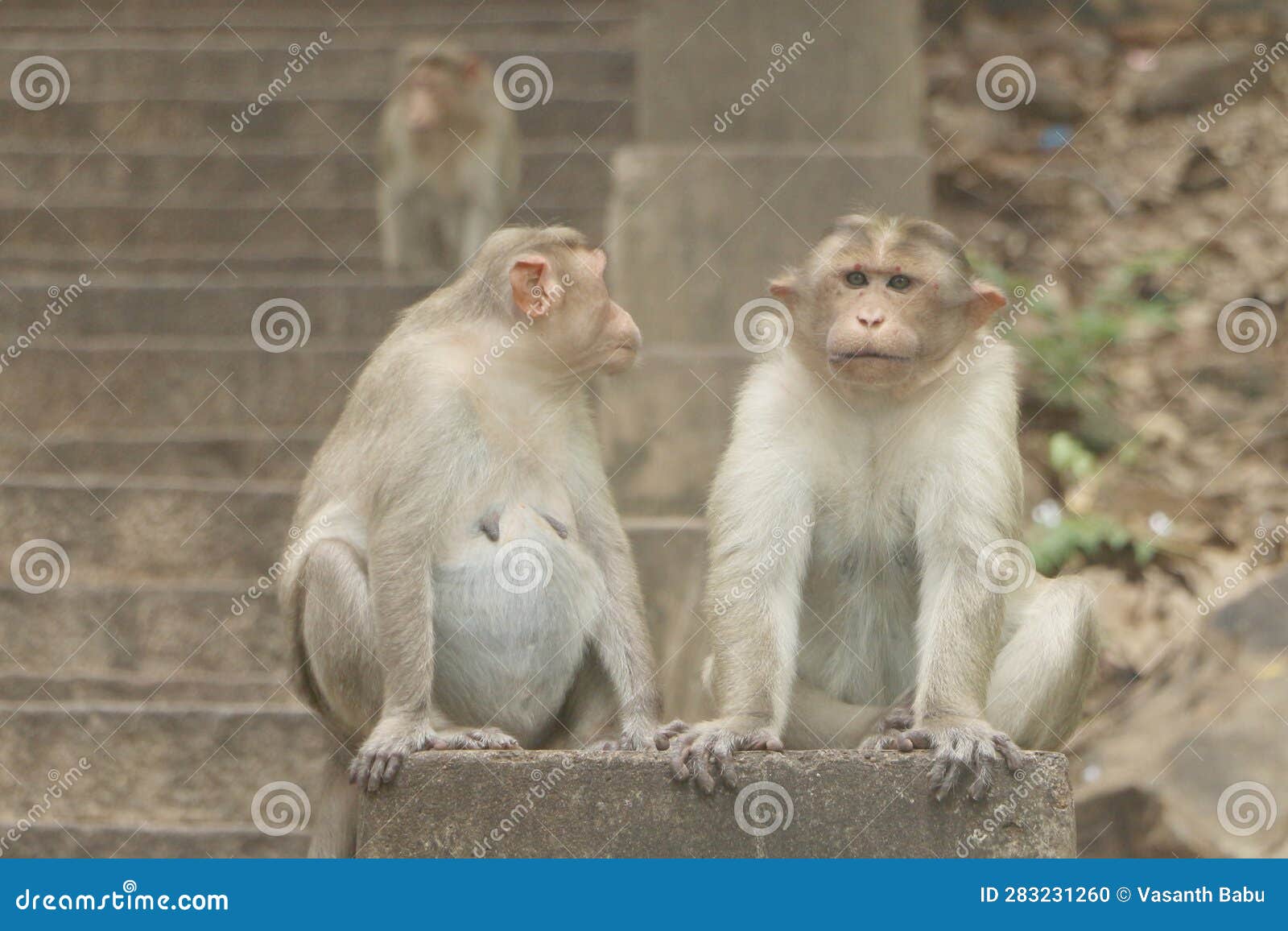 Monkey Couple Sitting in the Door Steps. Stock Photo - Image of animal ...