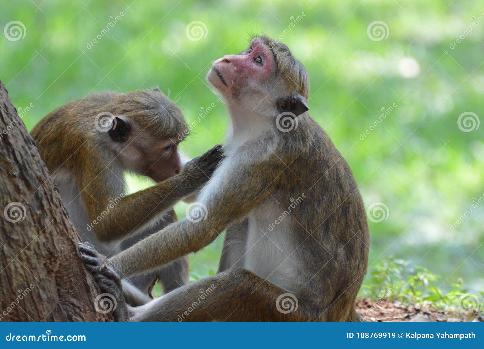 Monkey Couple stock image. Image of srilanka, bared - 108769919