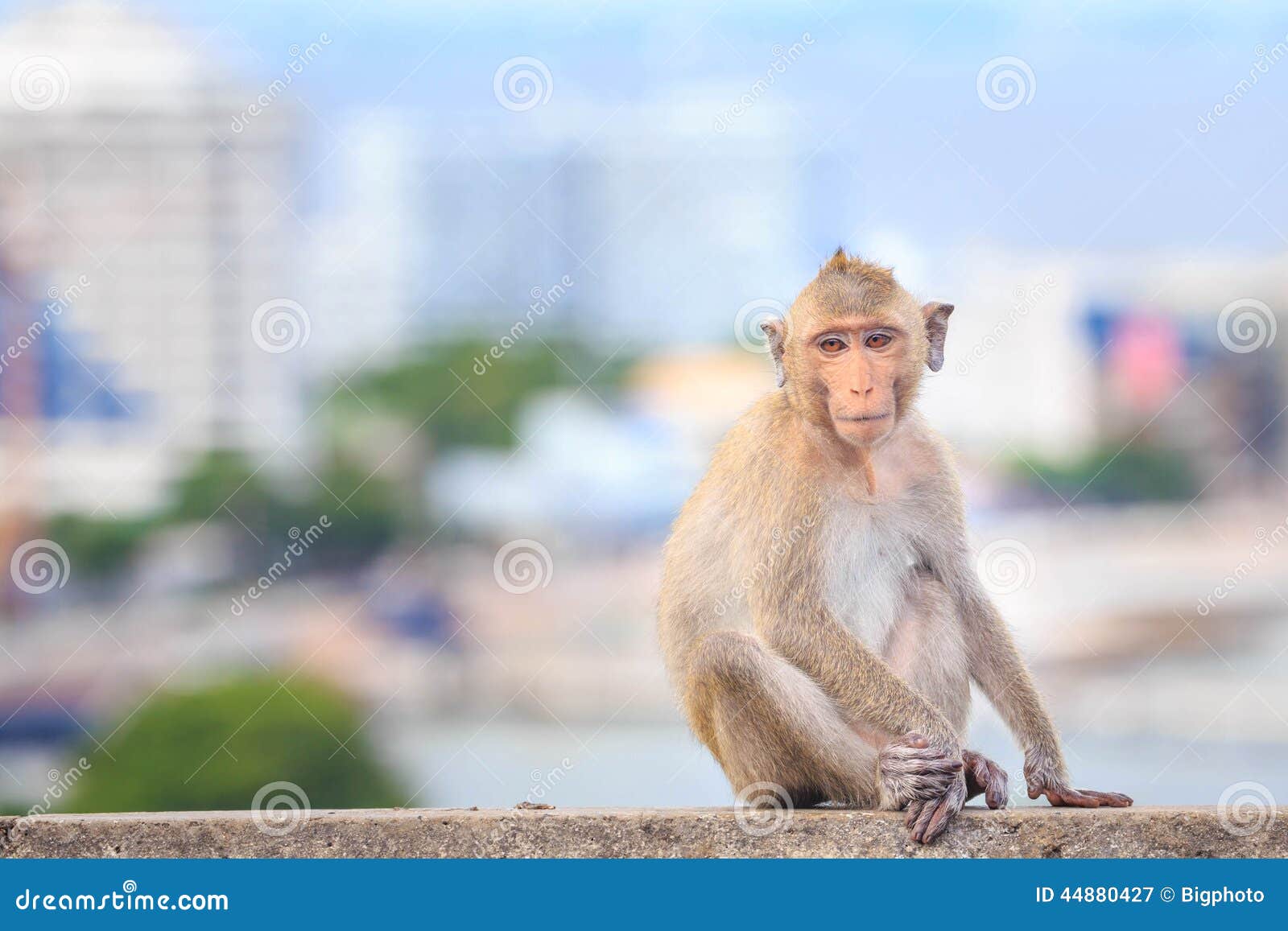 Monkey (crab-eating Macaque) Asia Thailand Stock Image - Image of asian ...