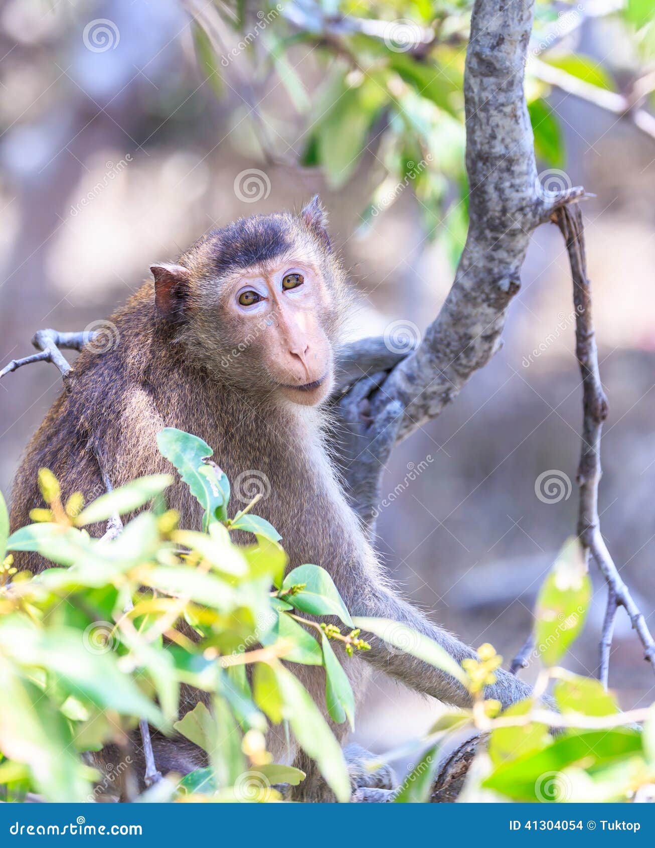 Monkey (crab-eating Macaque) Asia Thailand Stock Photo - Image of ...