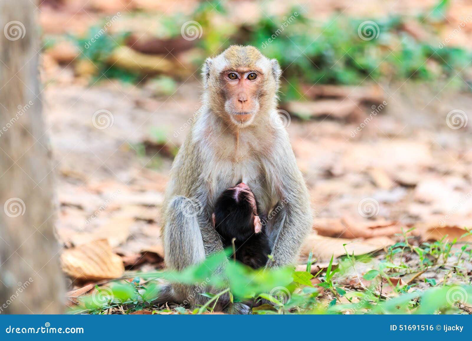 Monkey (Crab-eating Macaque) Breastfeeding Baby Stock Photo - Image of ...