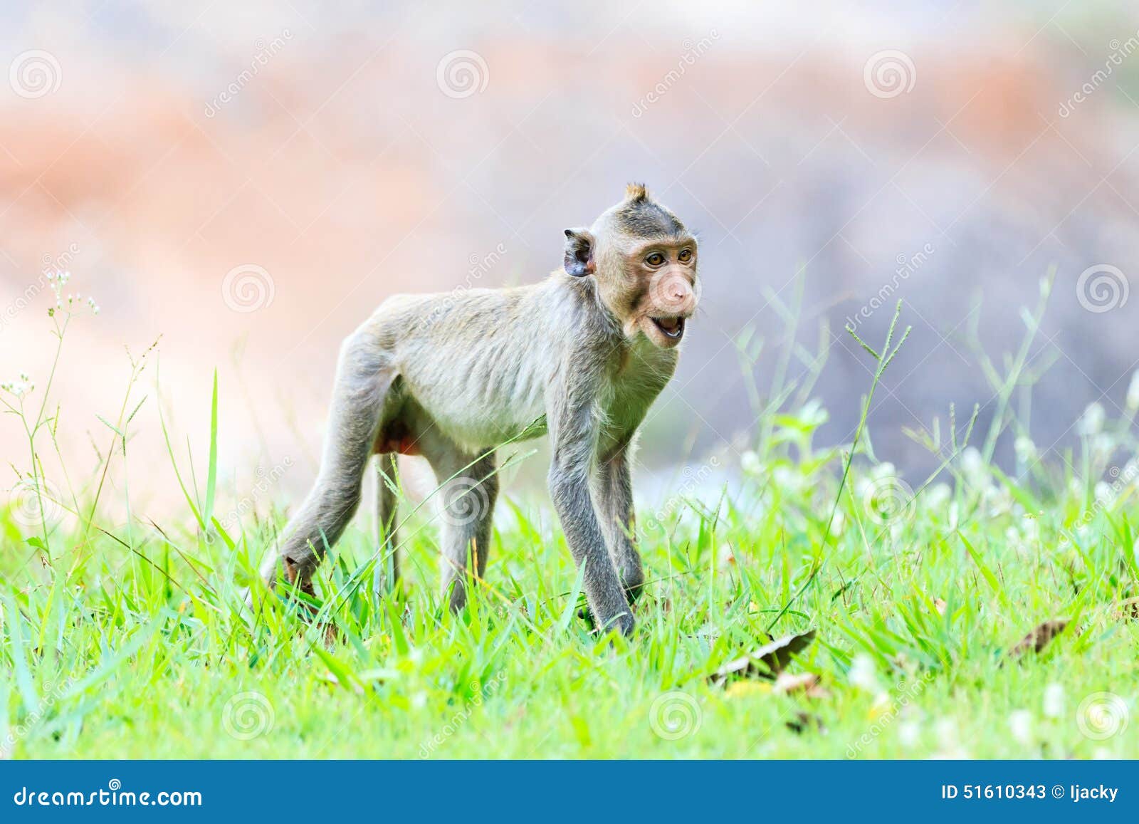 Monkey (Crab-eating Macaque) on Green Grass Stock Image - Image of ...
