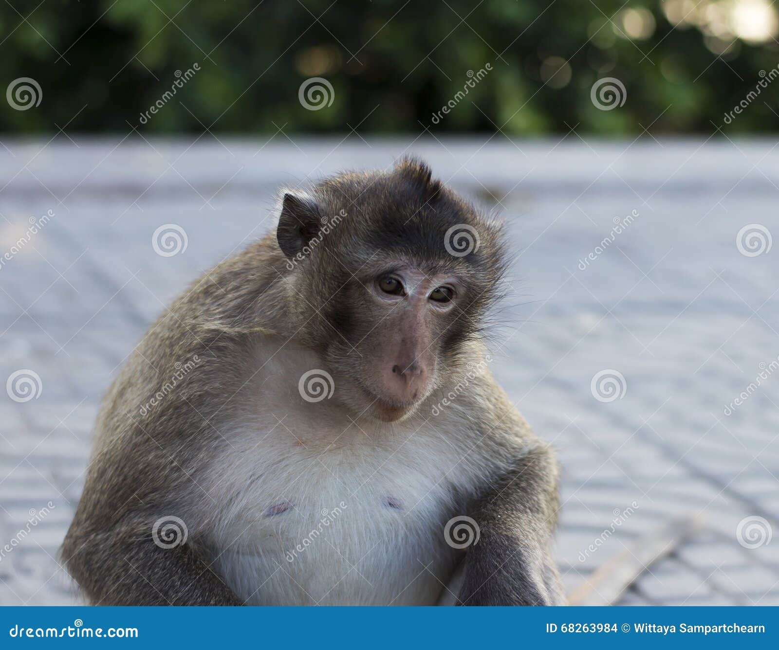 Monkey stock photo. Image of national, long, green, animal - 68263984