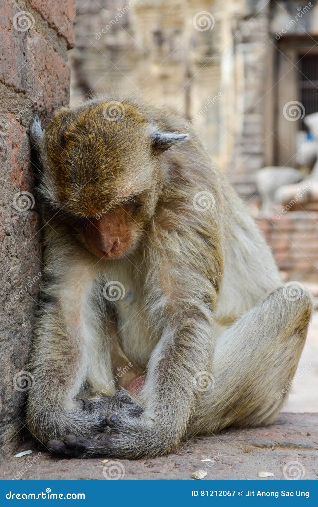 Monkey, the Crab-eating Macaque. a Medium-sized Monkey, Brown Ha Stock ...