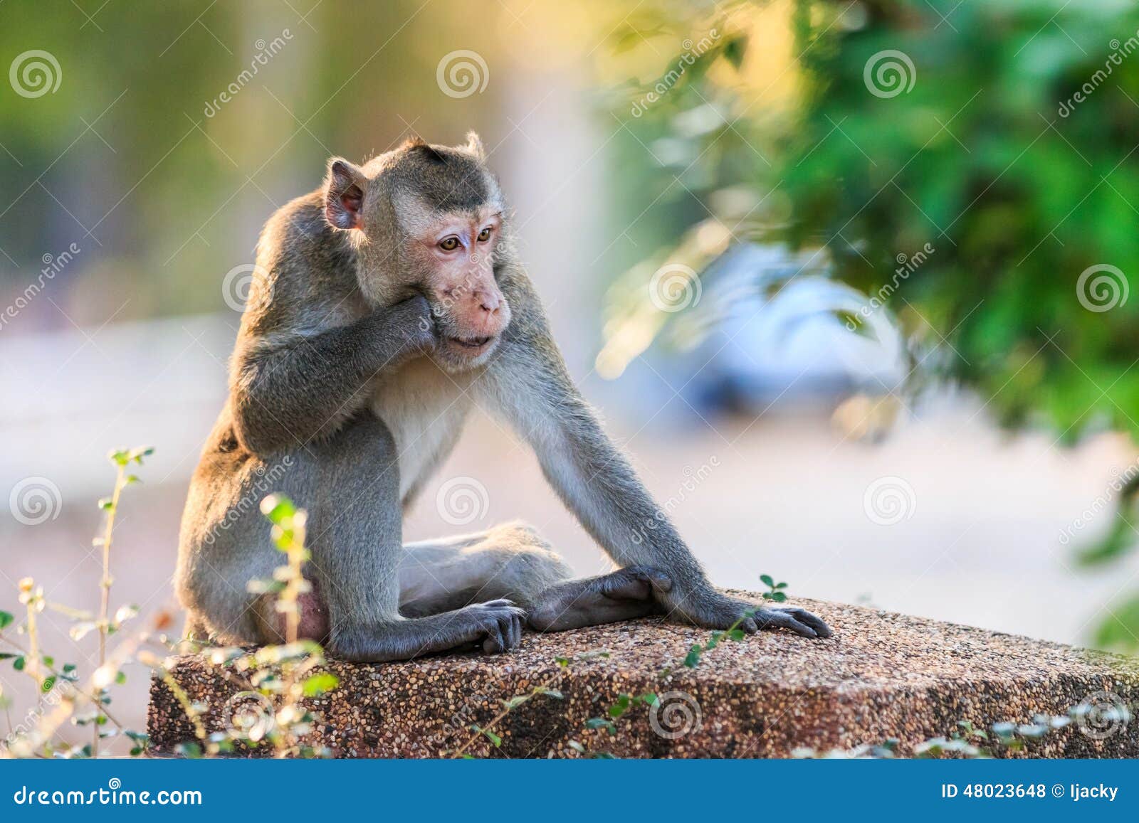 Monkey (Crab-eating Macaque) Stock Photo - Image of relax, jungle: 48023648