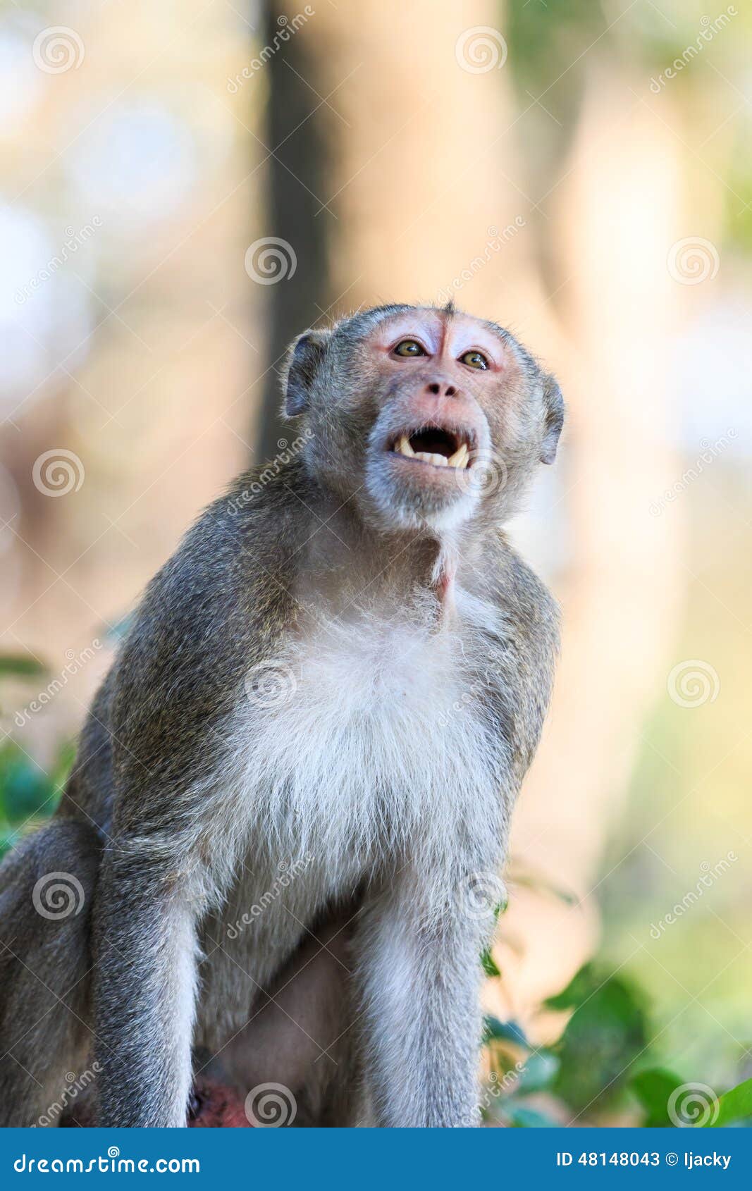 Monkey (Crab-eating Macaque) Stock Image - Image of macaque, forest ...