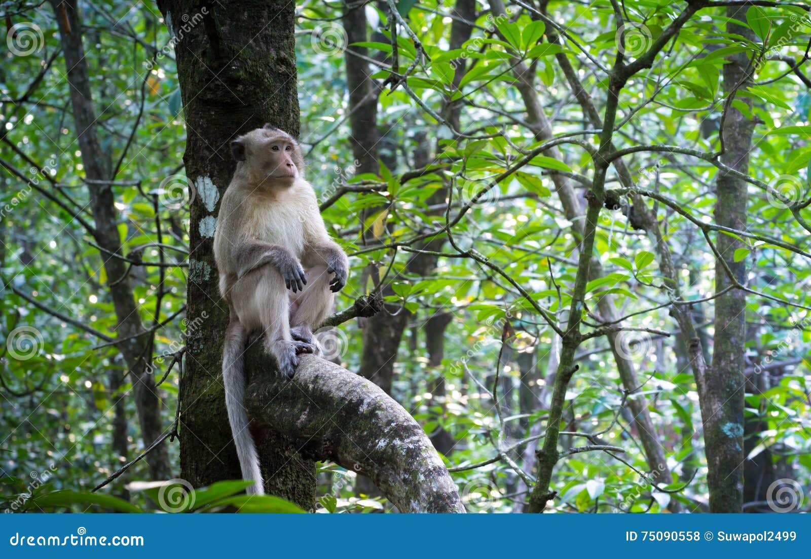 Monkey ( Crab-eating Macaque ) on Tree Stock Photo - Image of nature ...
