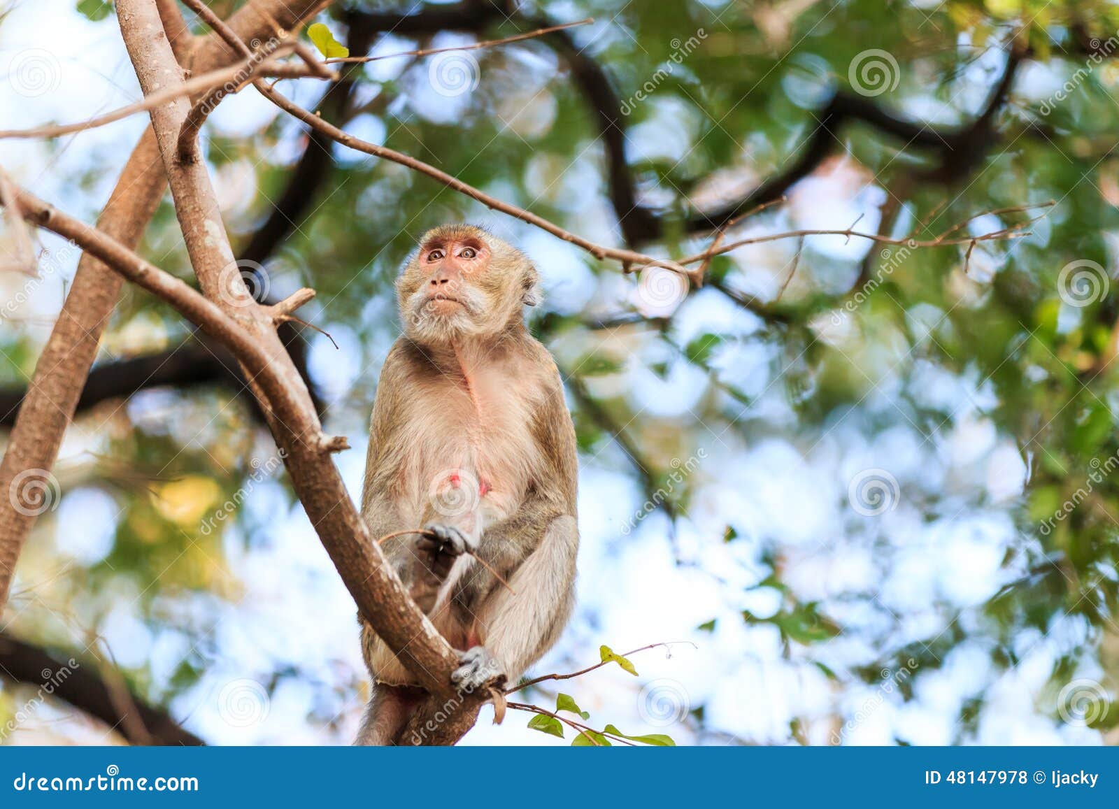 Monkey (Crab-eating Macaque) on Tree Stock Photo - Image of arms ...