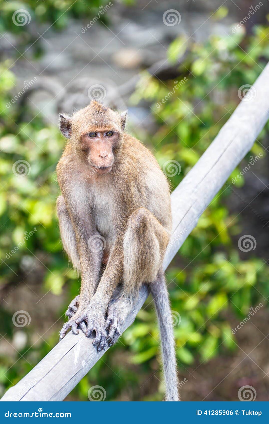 Monkey (crab-eating Macaque) Stock Photo - Image of primate, asian ...