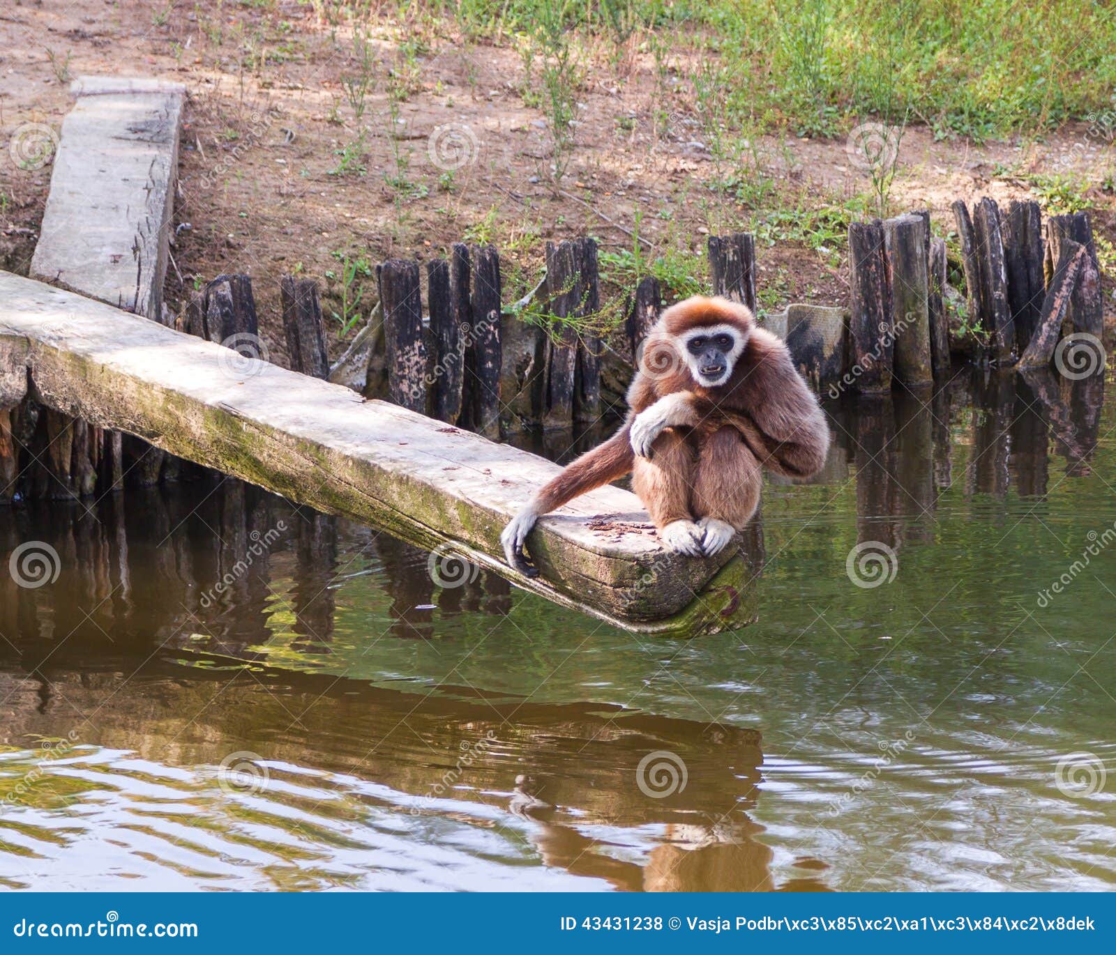 Monkey stock photo. Image of pretty, reflection, doubt - 43431238