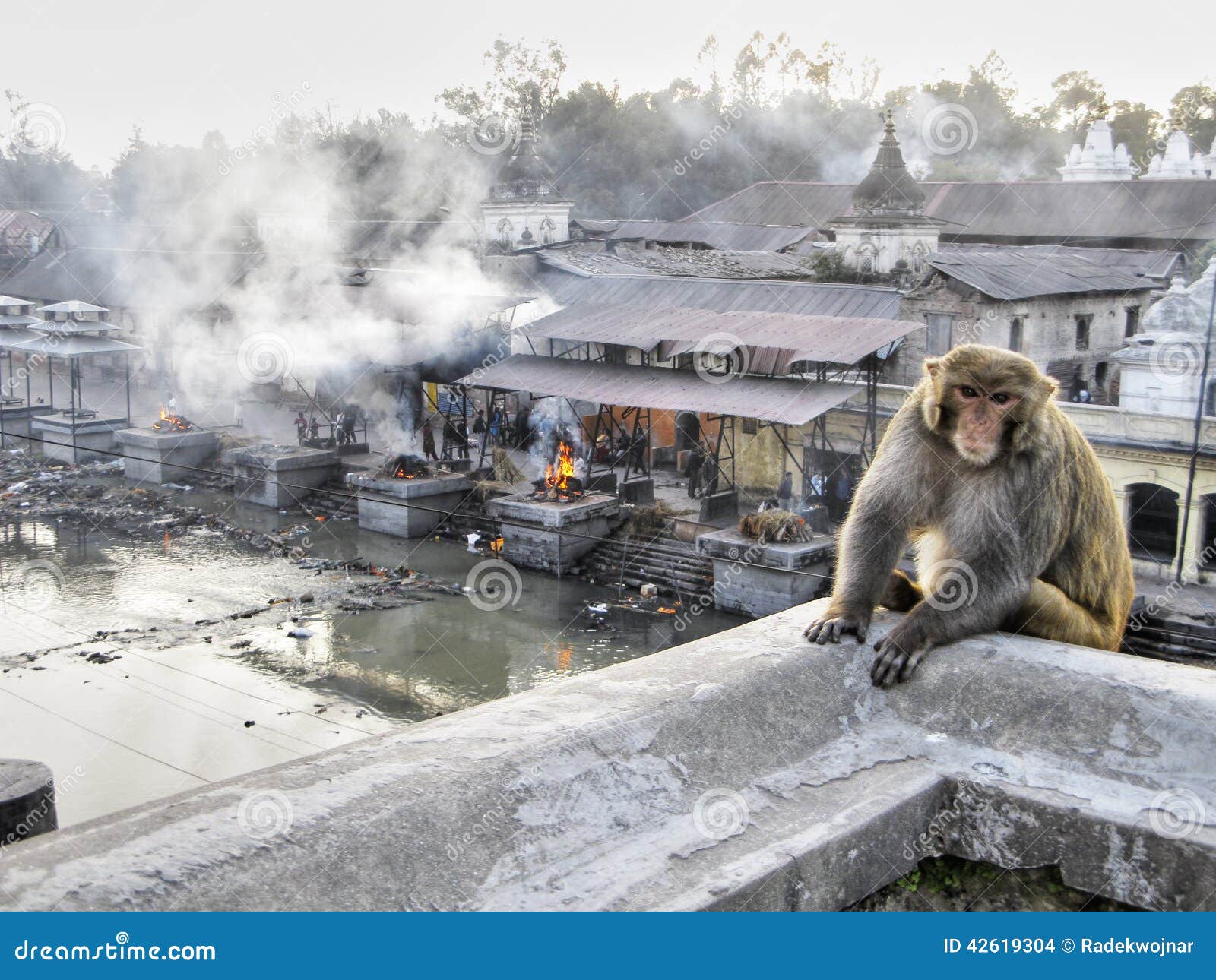 Monkey at cremation ghats stock photo. Image of cremation - 42619304