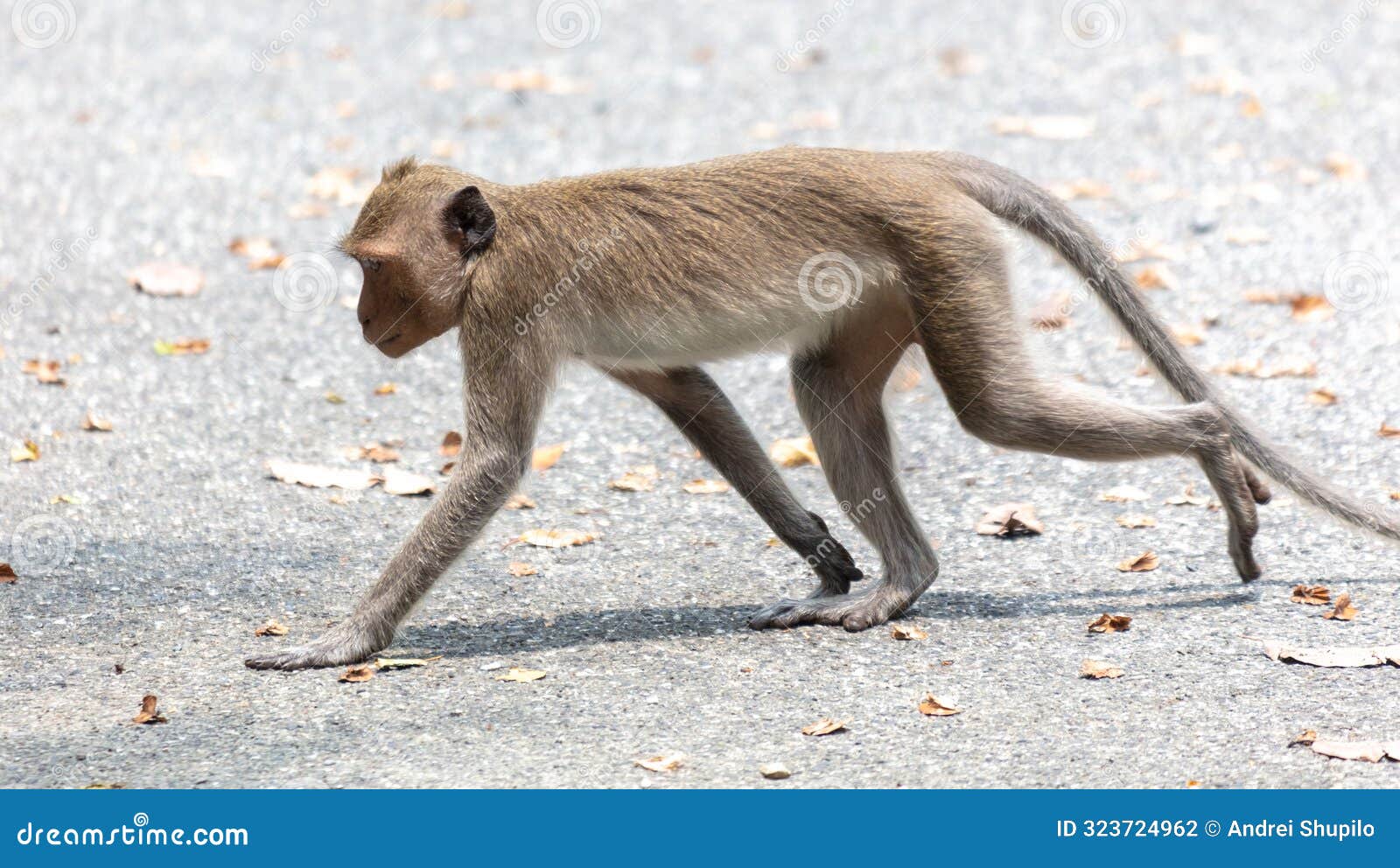 A Monkey Crosses an Asphalt Road Stock Photo - Image of monkey ...