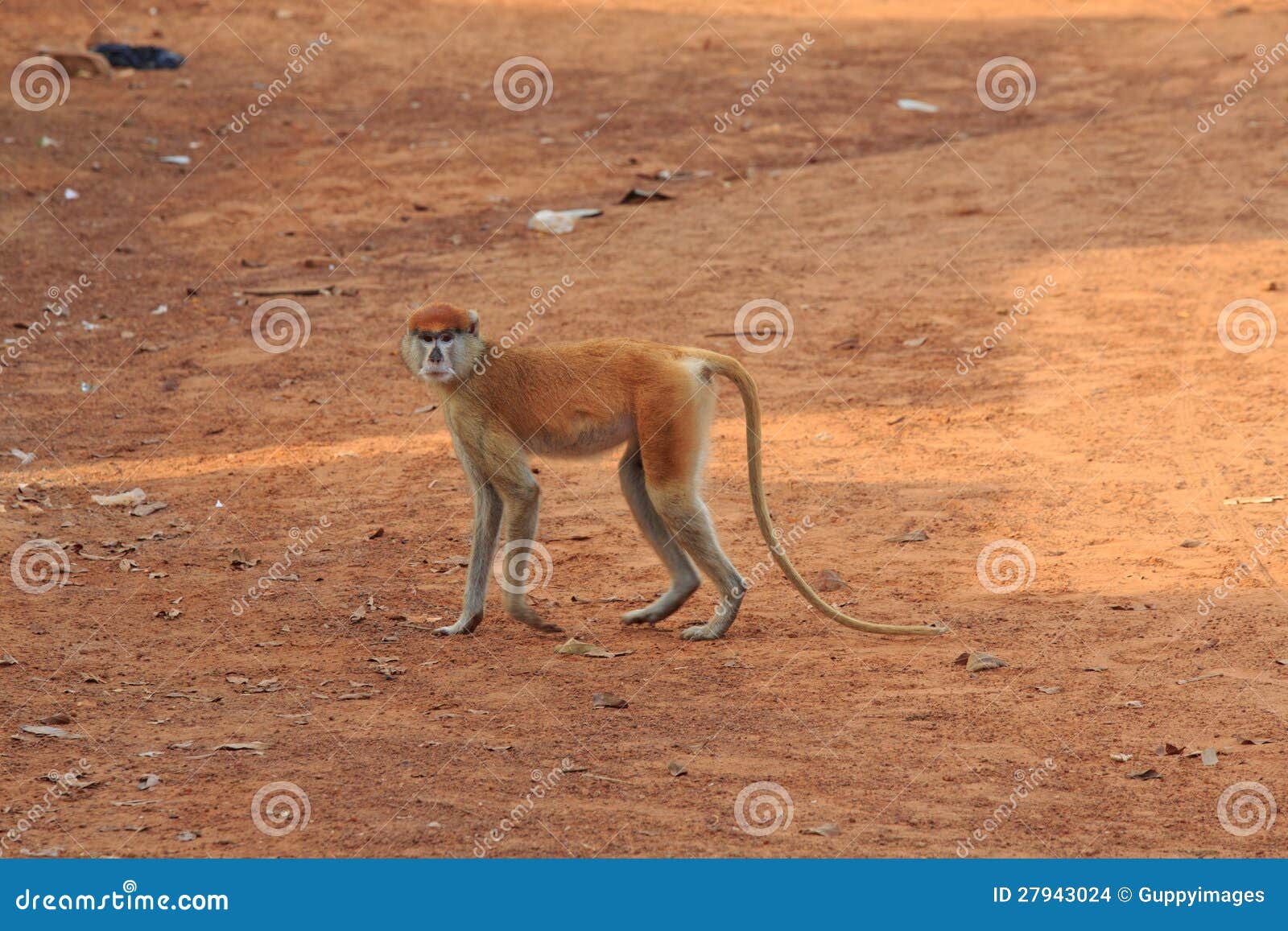 Monkey crossing a path stock photo. Image of national - 27943024