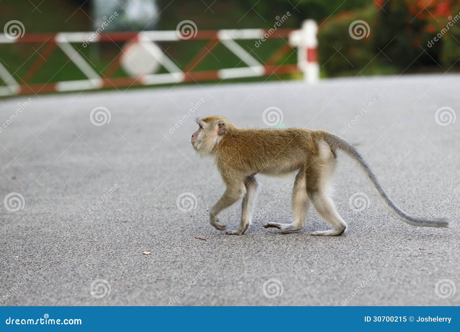 Monkey crossing stock image. Image of creature, monkey - 30700215