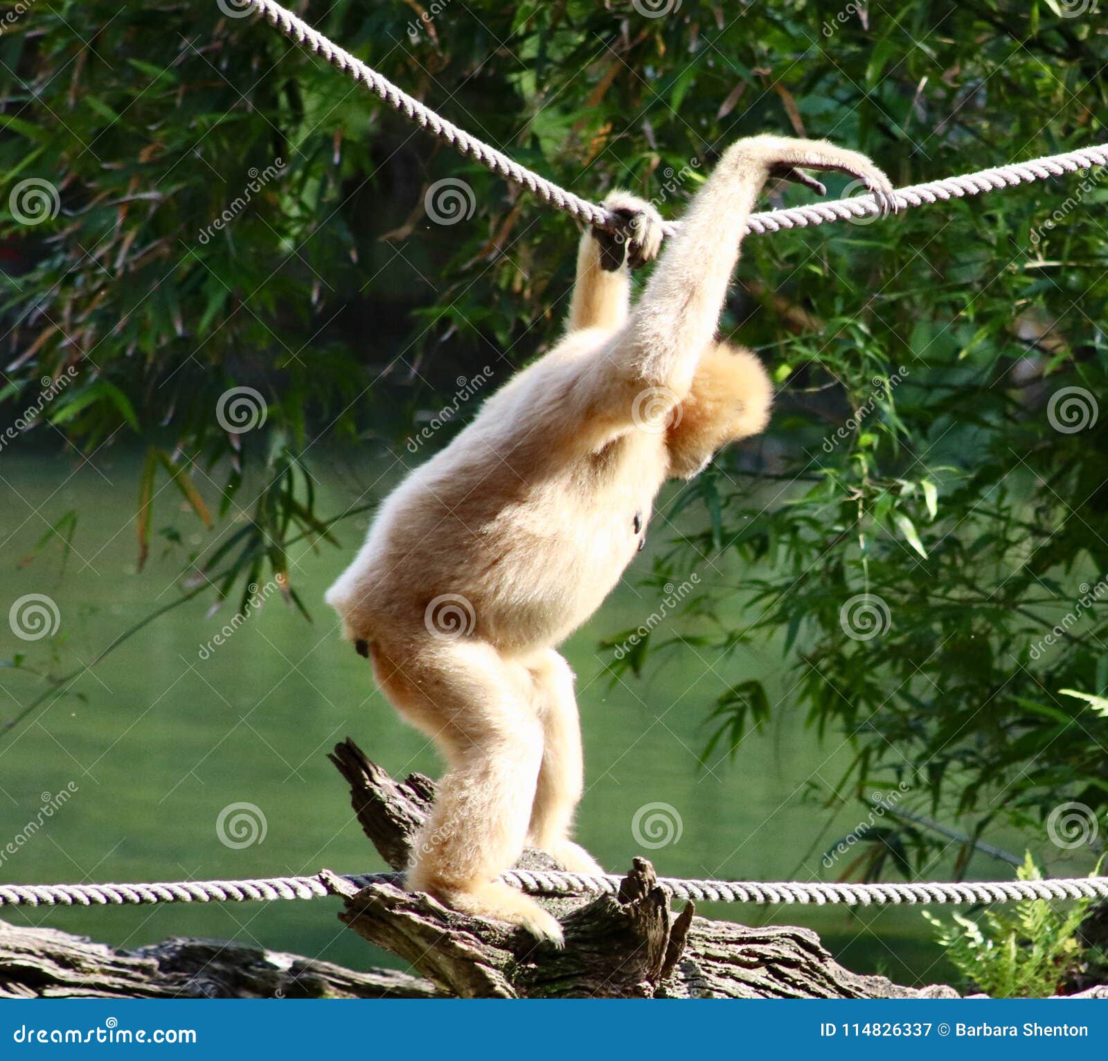 Monkey stock image. Image of monkey, crossing, primate - 114826337