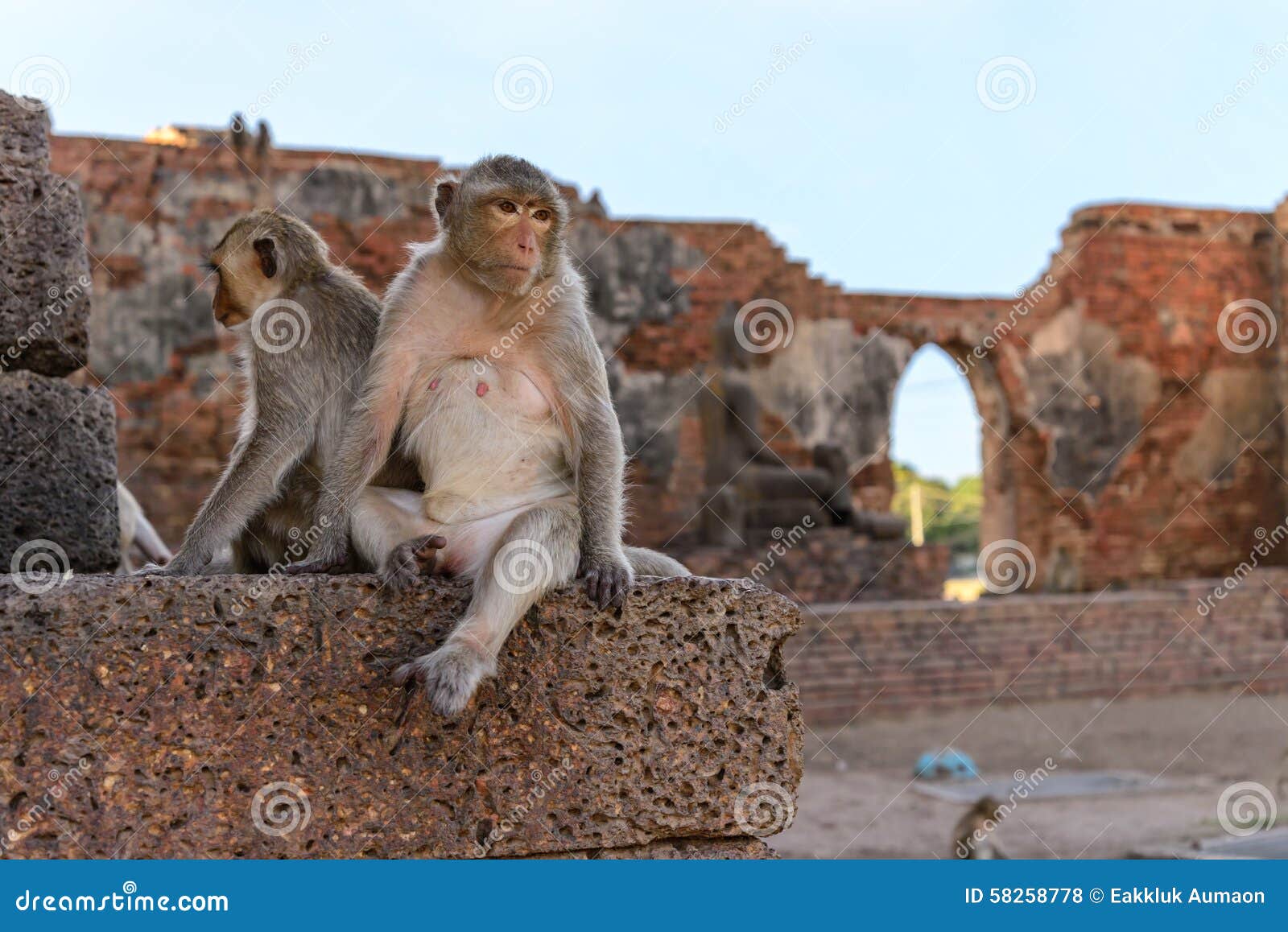 Monkey Crowd Was Defending a Danger To Others Stock Photo - Image of ...
