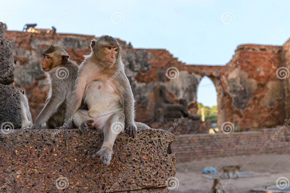 Monkey Crowd Was Defending a Danger To Others Stock Image - Image of ...