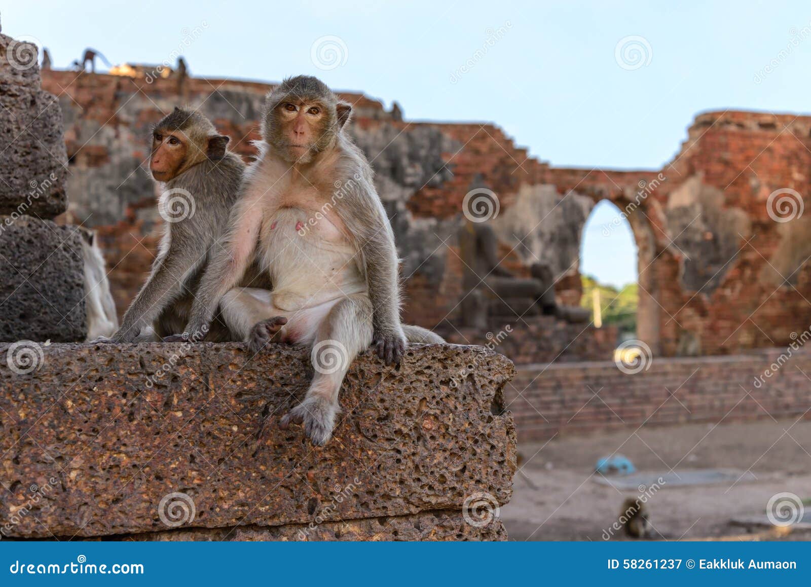 Monkey Crowd Was Defending a Danger To Others Stock Image - Image of ...