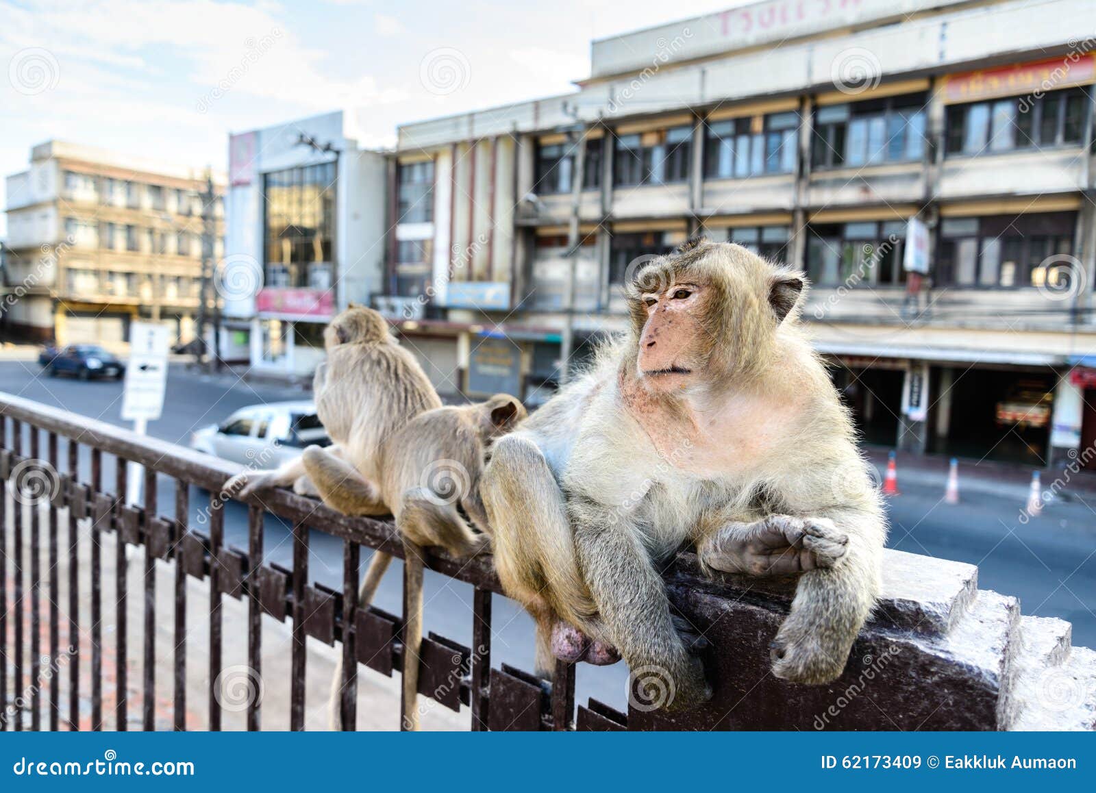 Monkey Crowd Was Defending a Danger To Others Stock Image - Image of ...