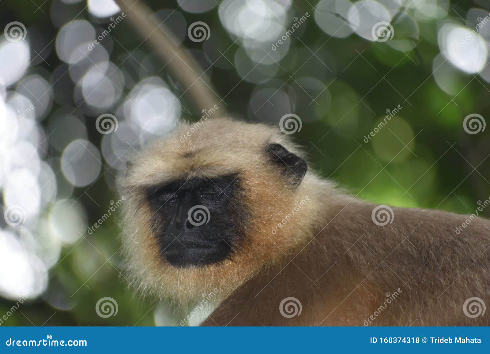 Monkey Crying in the Forest Stock Photo - Image of innocence, black ...