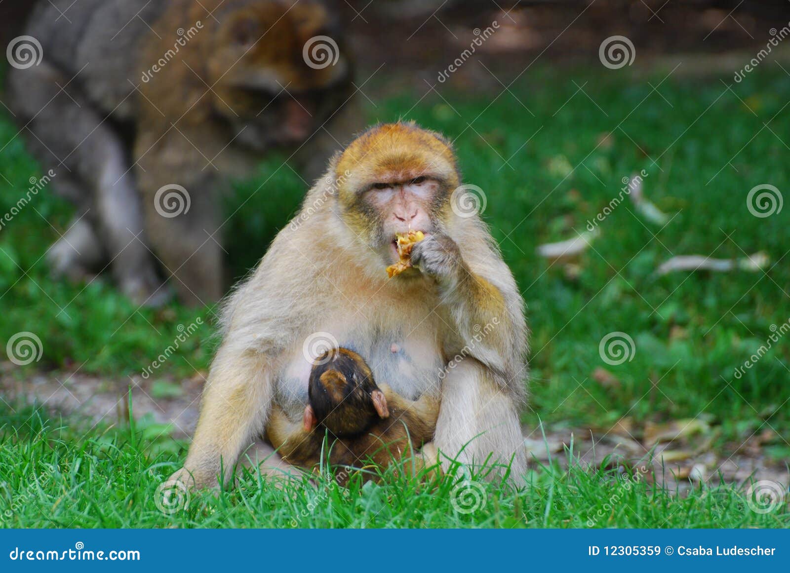 Monkey with cub stock image. Image of eating, food, holding - 12305359