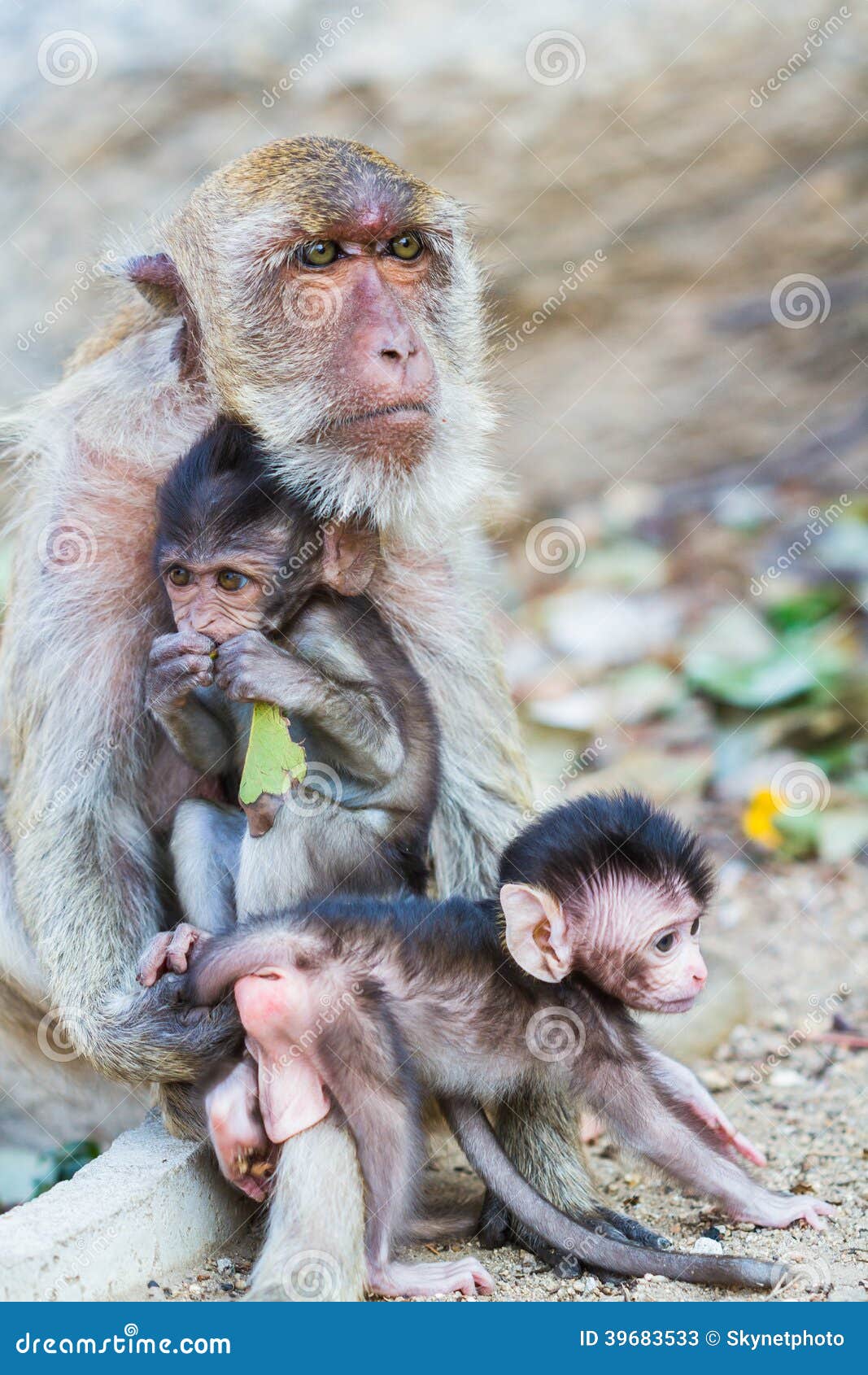 Monkey and the cub stock image. Image of face, baby, small - 39683533