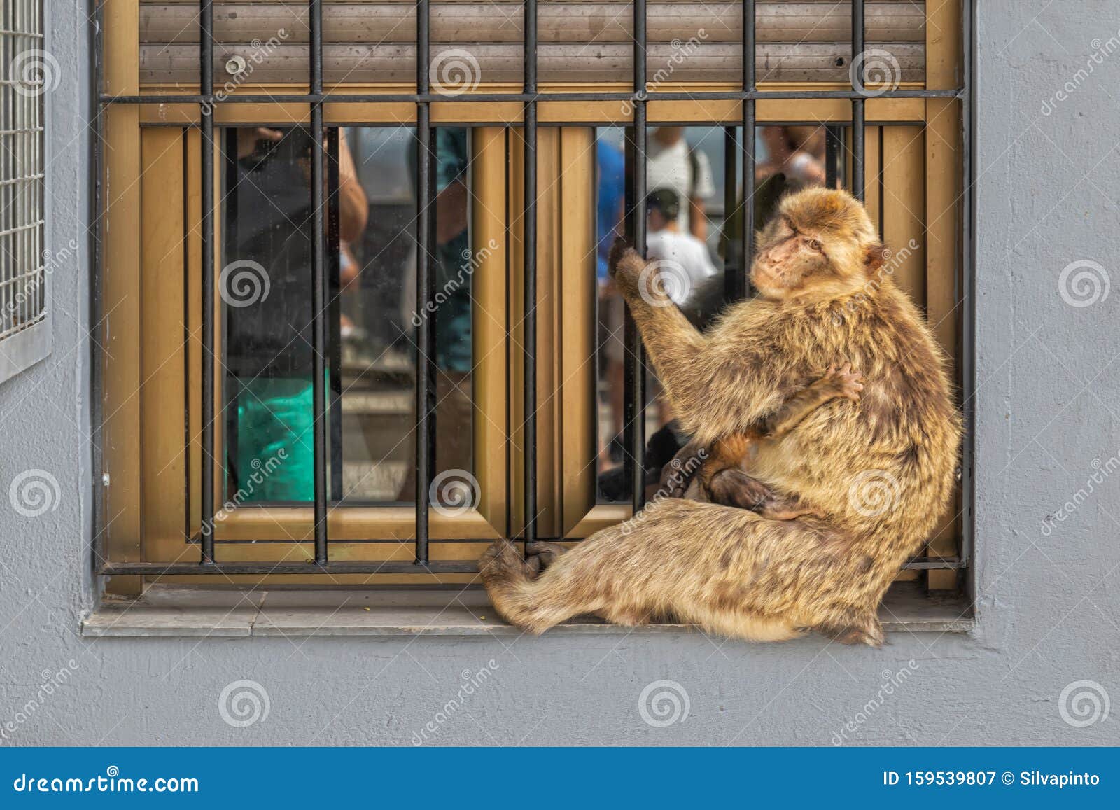 Monkey with Cub Clung To the Window Stock Image - Image of animal ...