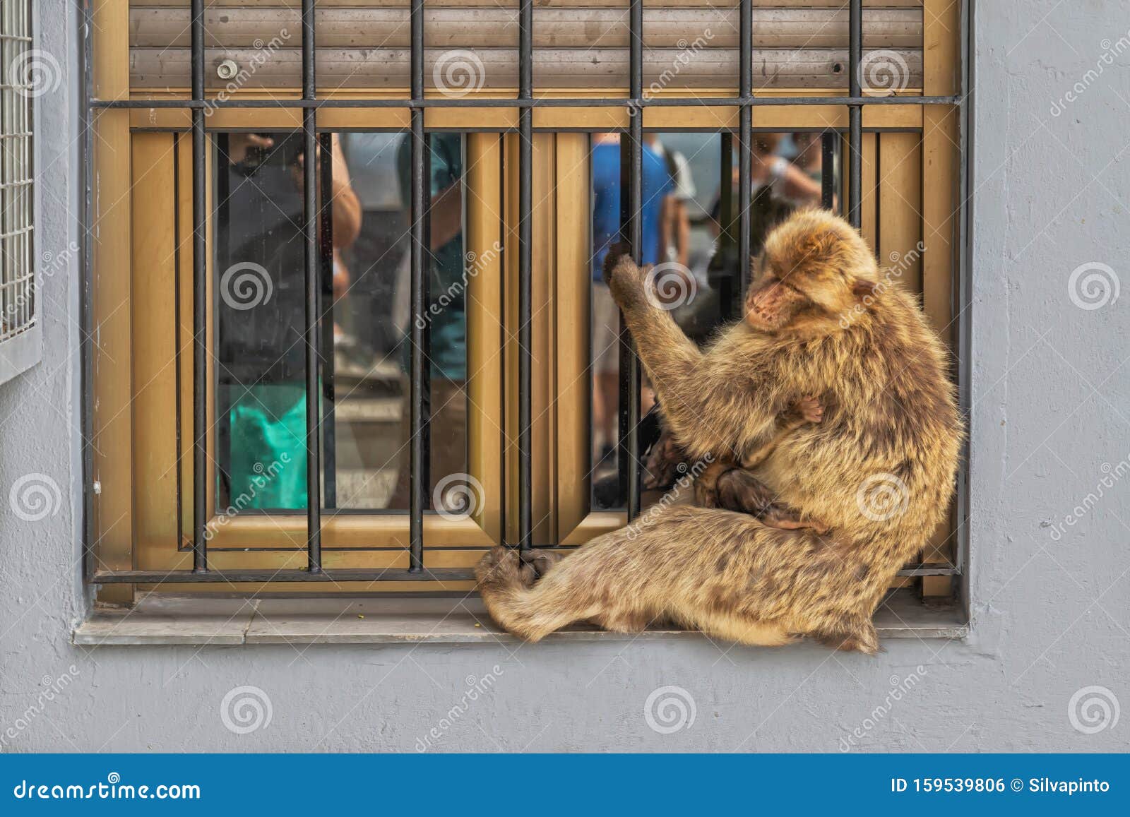 Monkey with Cub Clung To the Window Stock Photo - Image of graphic ...