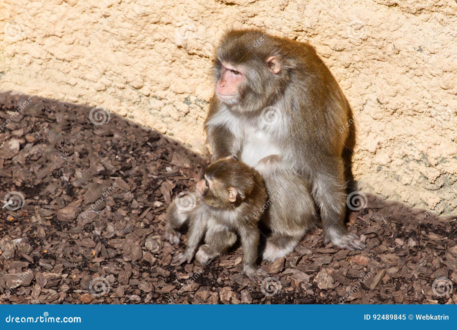 Monkey with a cub stock image. Image of africa, grimace - 92489845