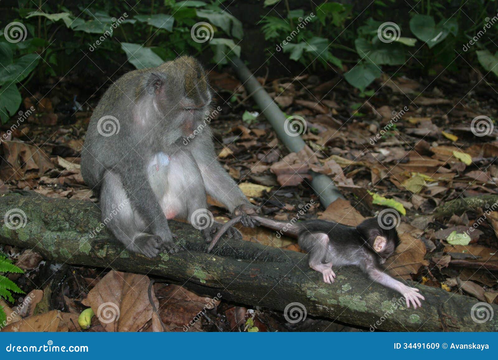 Monkey with a cub stock image. Image of tail, escape - 34491609