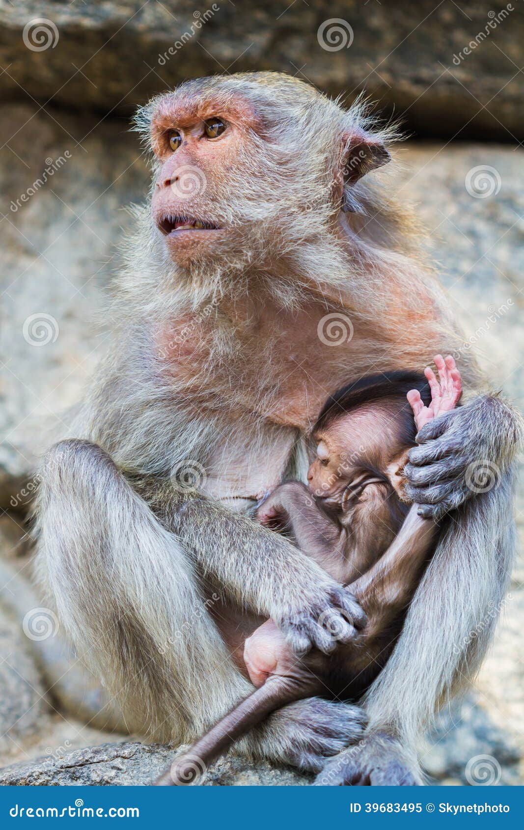 Monkey and the cub stock image. Image of hair, asian - 39683495