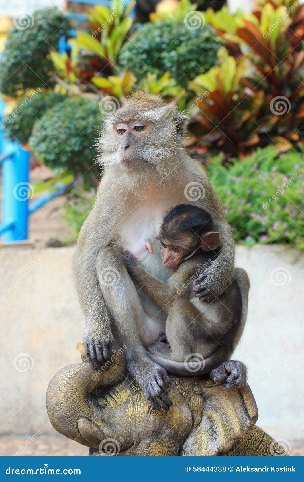 Monkey with cub stock photo. Image of thailand, jungle - 58444338