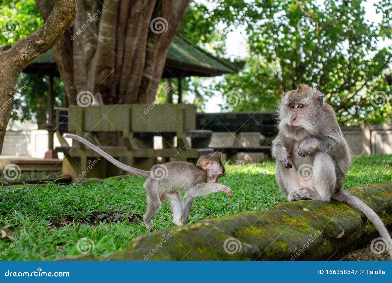 A Monkey with a Cub in the Ubud Monkey Forest. Bali, Indonesia Stock ...
