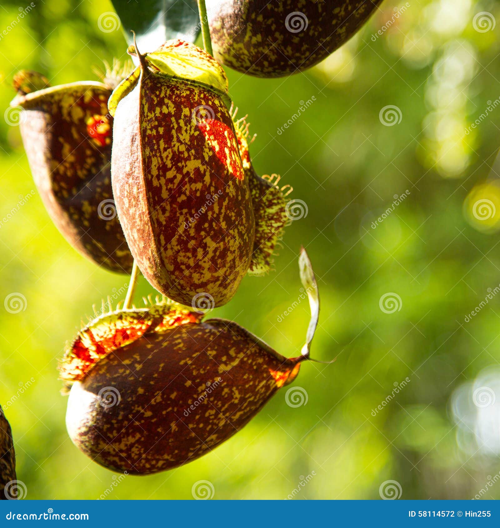 Monkey Cup stock photo. Image of java, catcher, jungle - 58114572