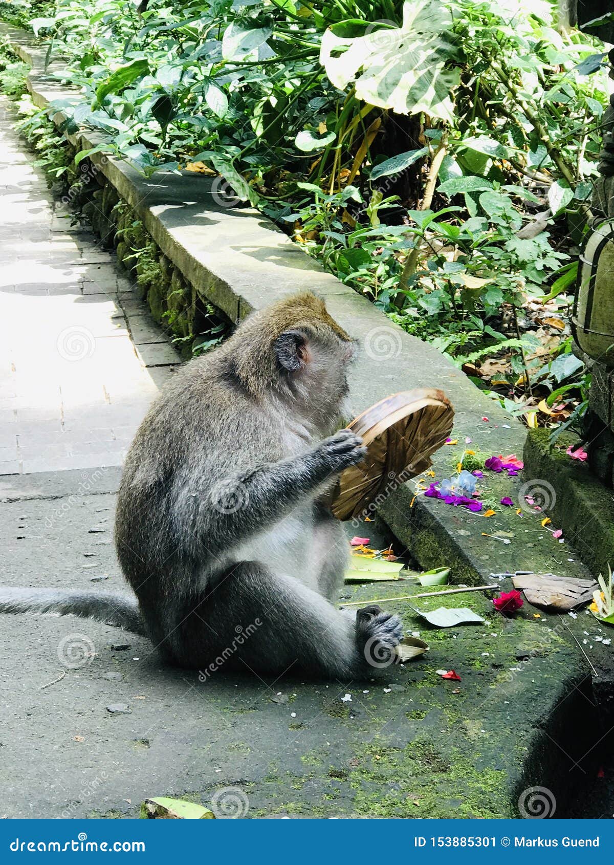 Monkey stock image. Image of monkey, wildlife, curious - 153885301