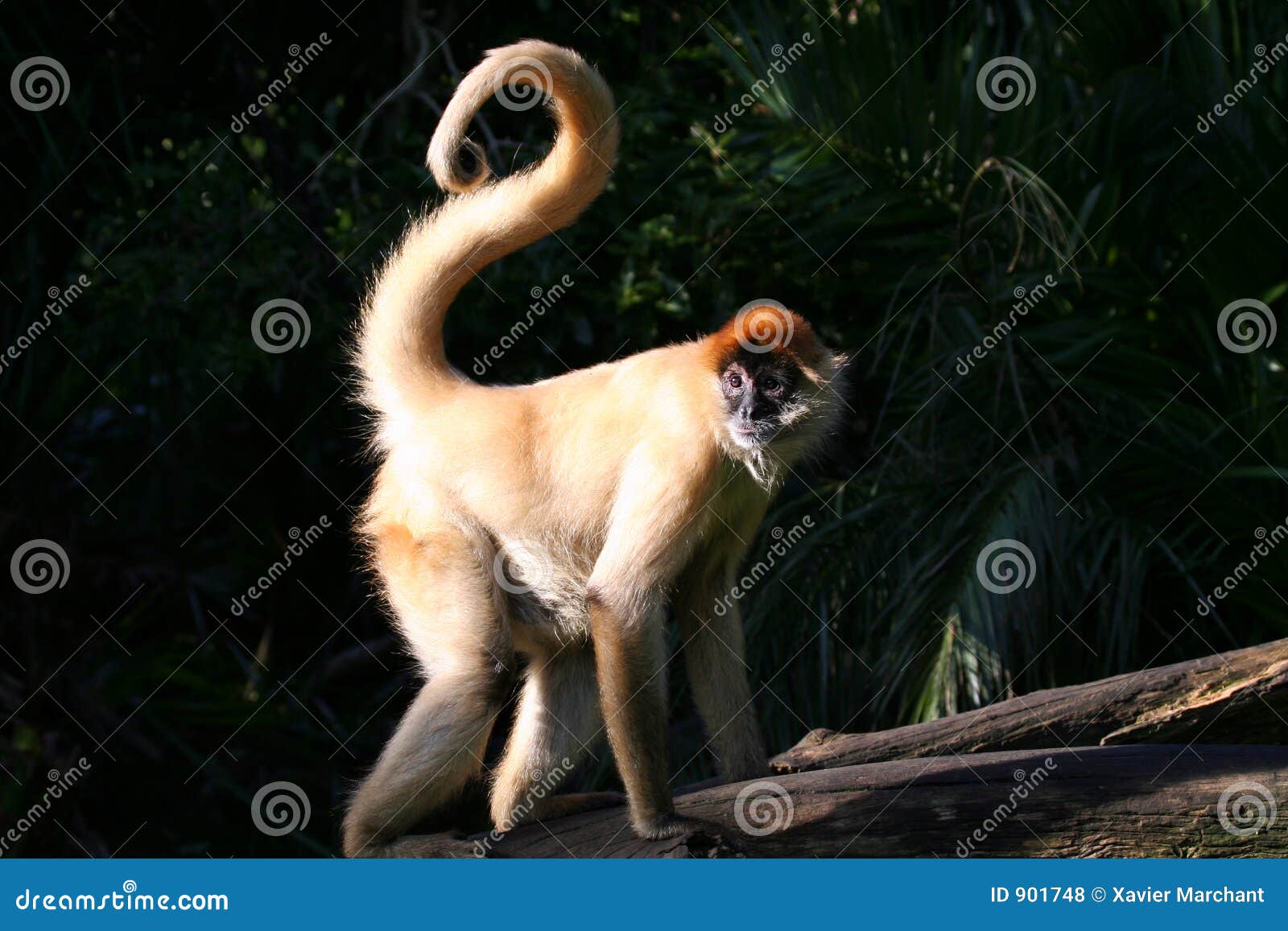 Monkey with curly tail stock photo. Image of play, look - 901748