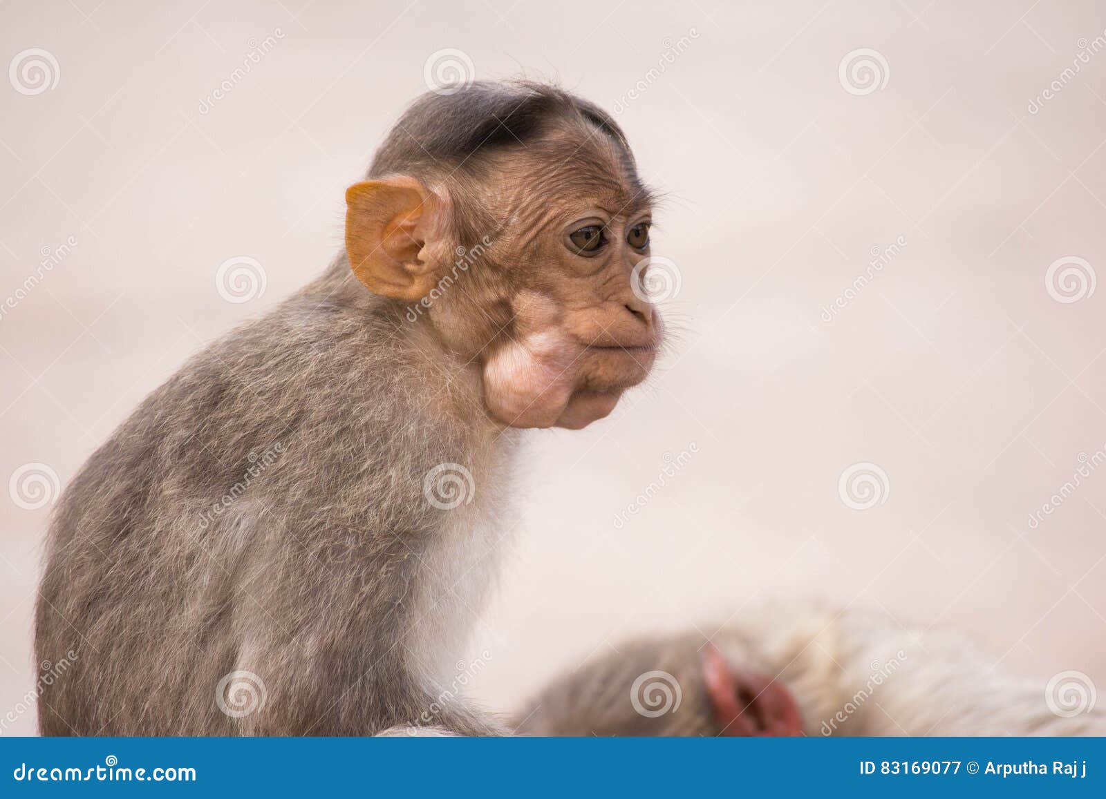 Monkey stock image. Image of street, wildlife, monkey - 83169077