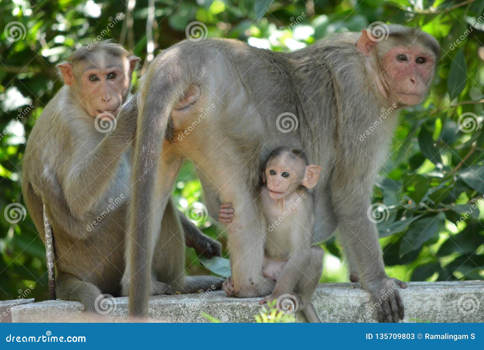 Monkey stock image. Image of family, infant, monkey - 135709803