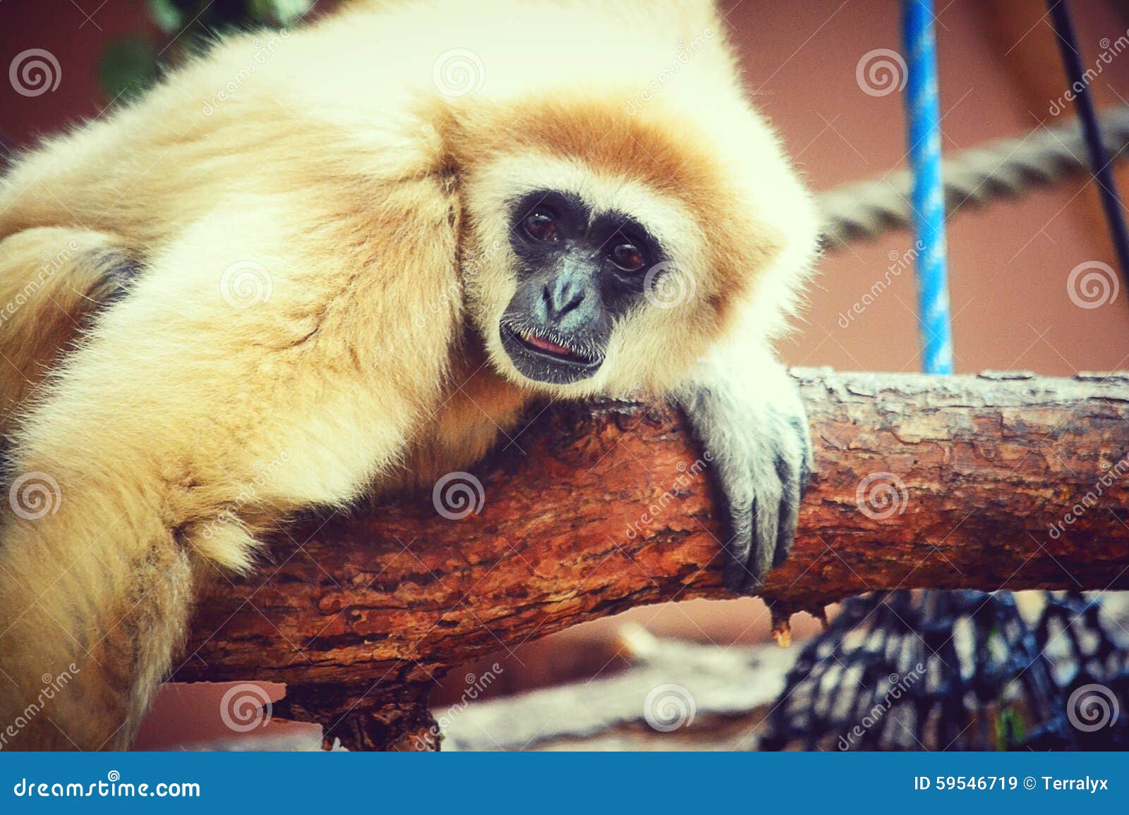 Monkey stock image. Image of animal, faced, adorable - 59546719