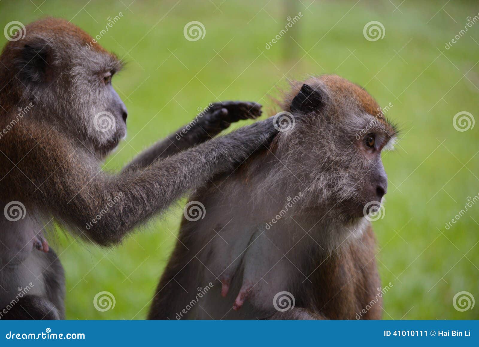 Monkey stock image. Image of cute, love, animal, live - 41010111