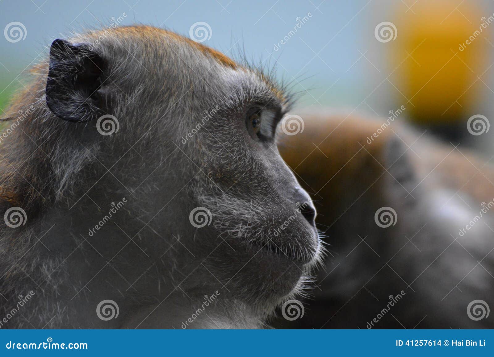 Monkey stock photo. Image of monkey, live, animal, looking - 41257614