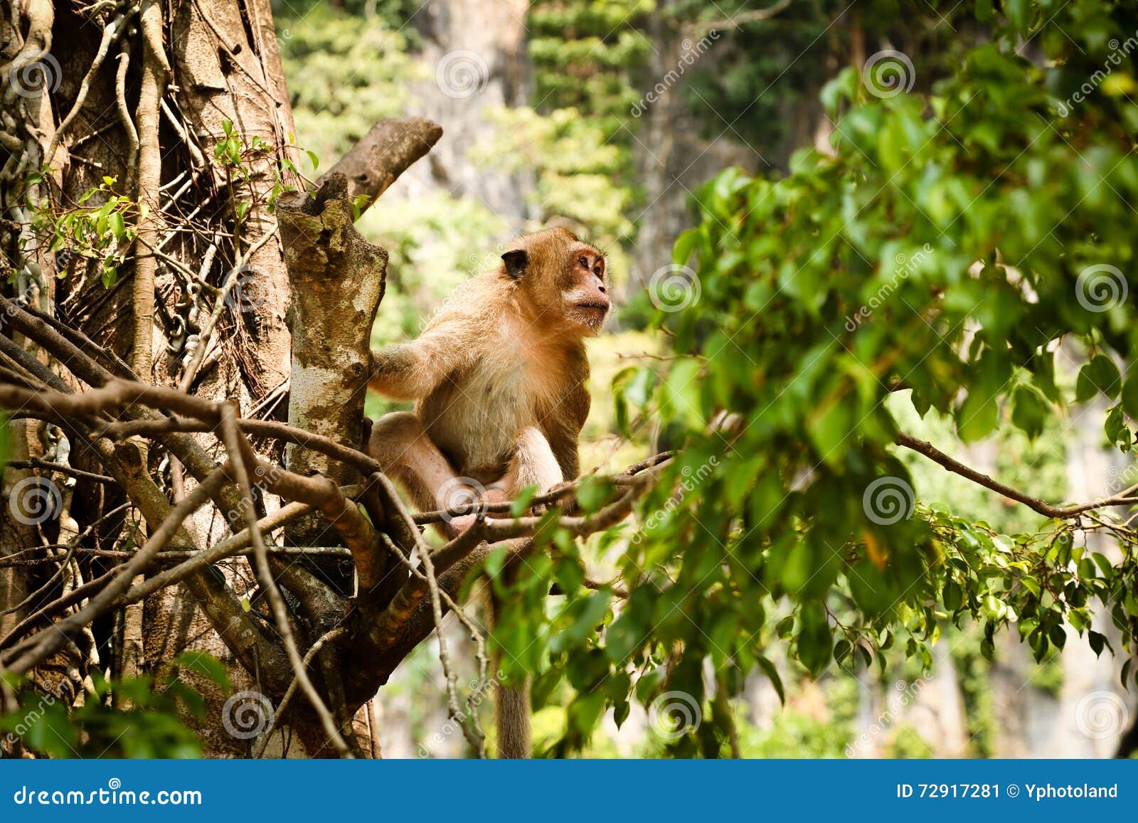 Monkey stock image. Image of outdoors, forest, asia, climate - 72917281