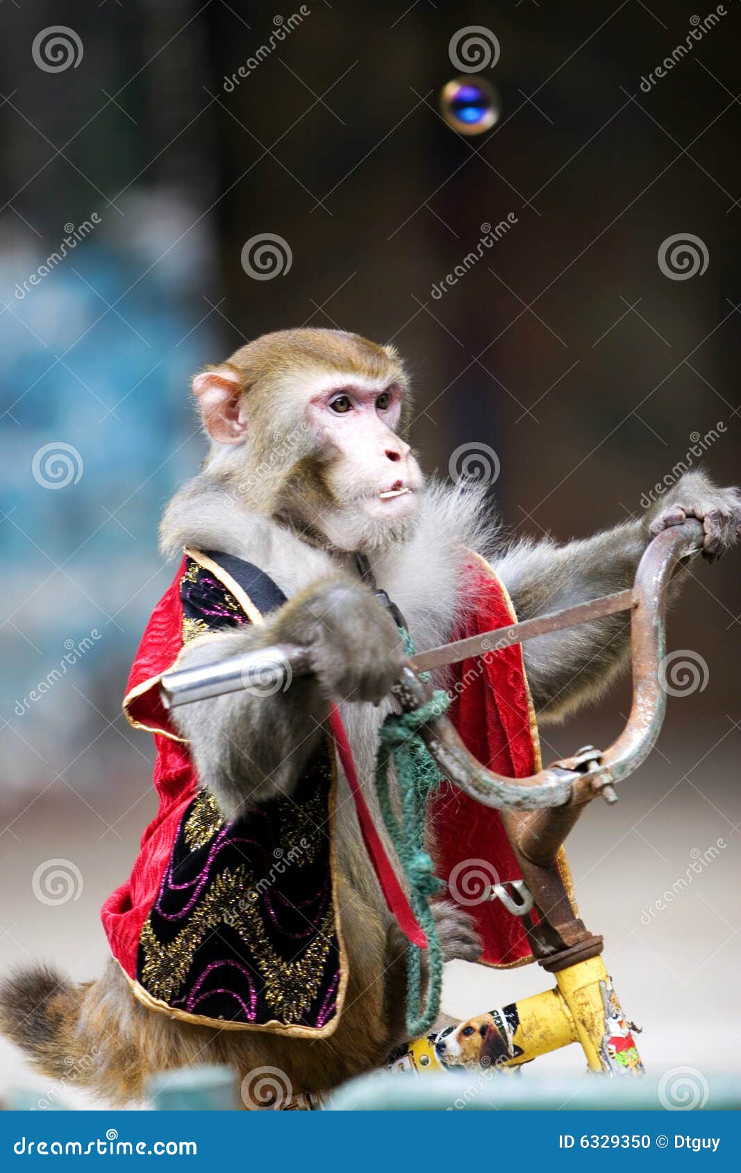Monkey cycling of circus stock photo. Image of hall, anthropopathic ...