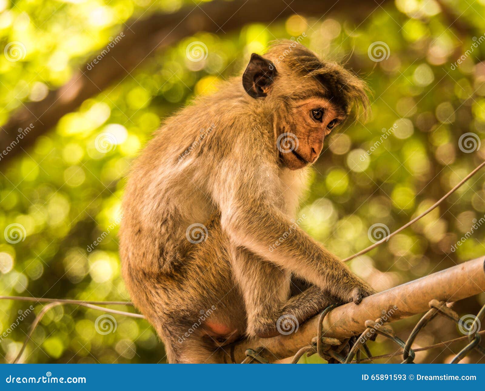 Monkey stock image. Image of animals, dambulla, monkey - 65891593
