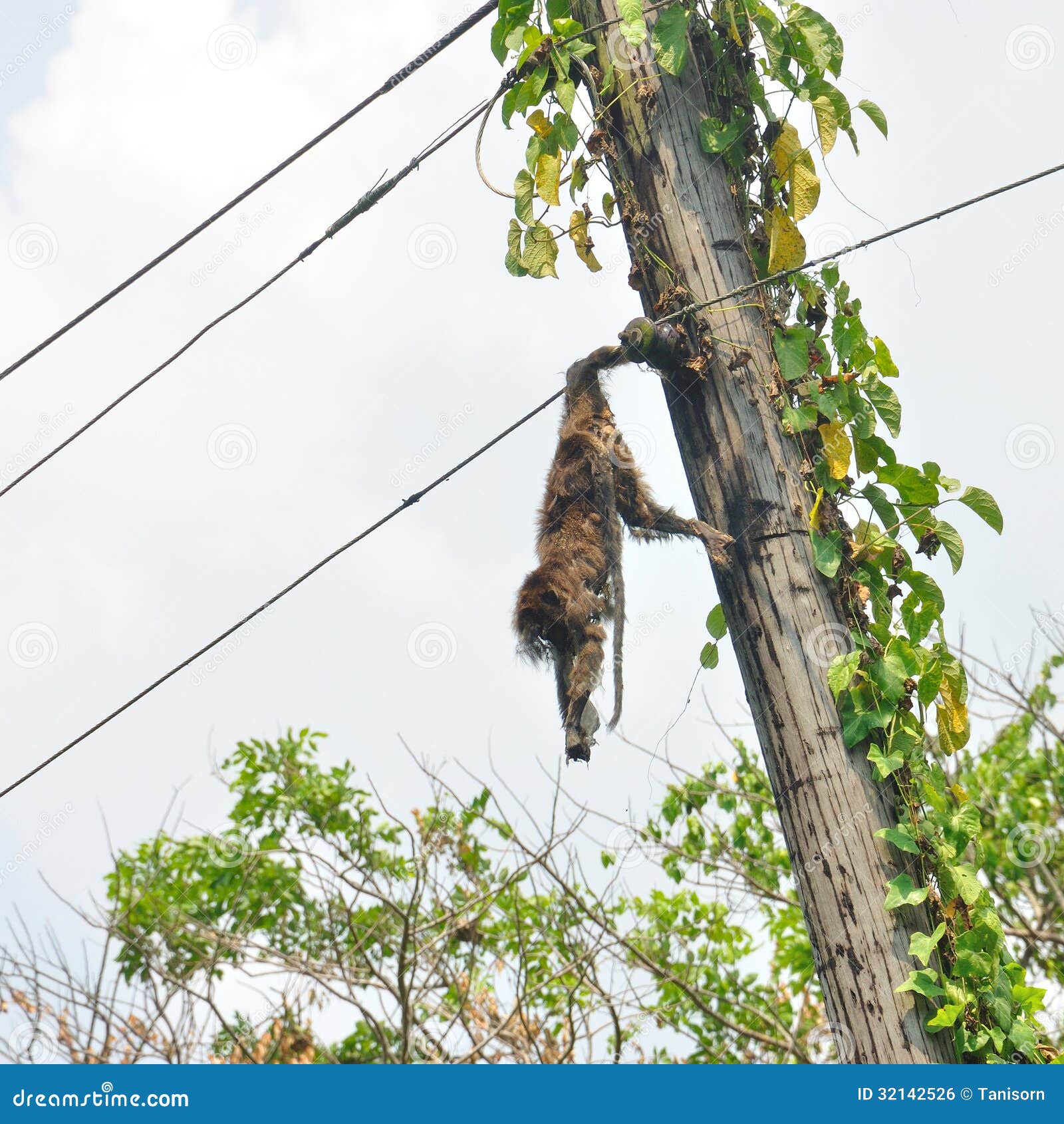 Baboons Shocked By Electricity