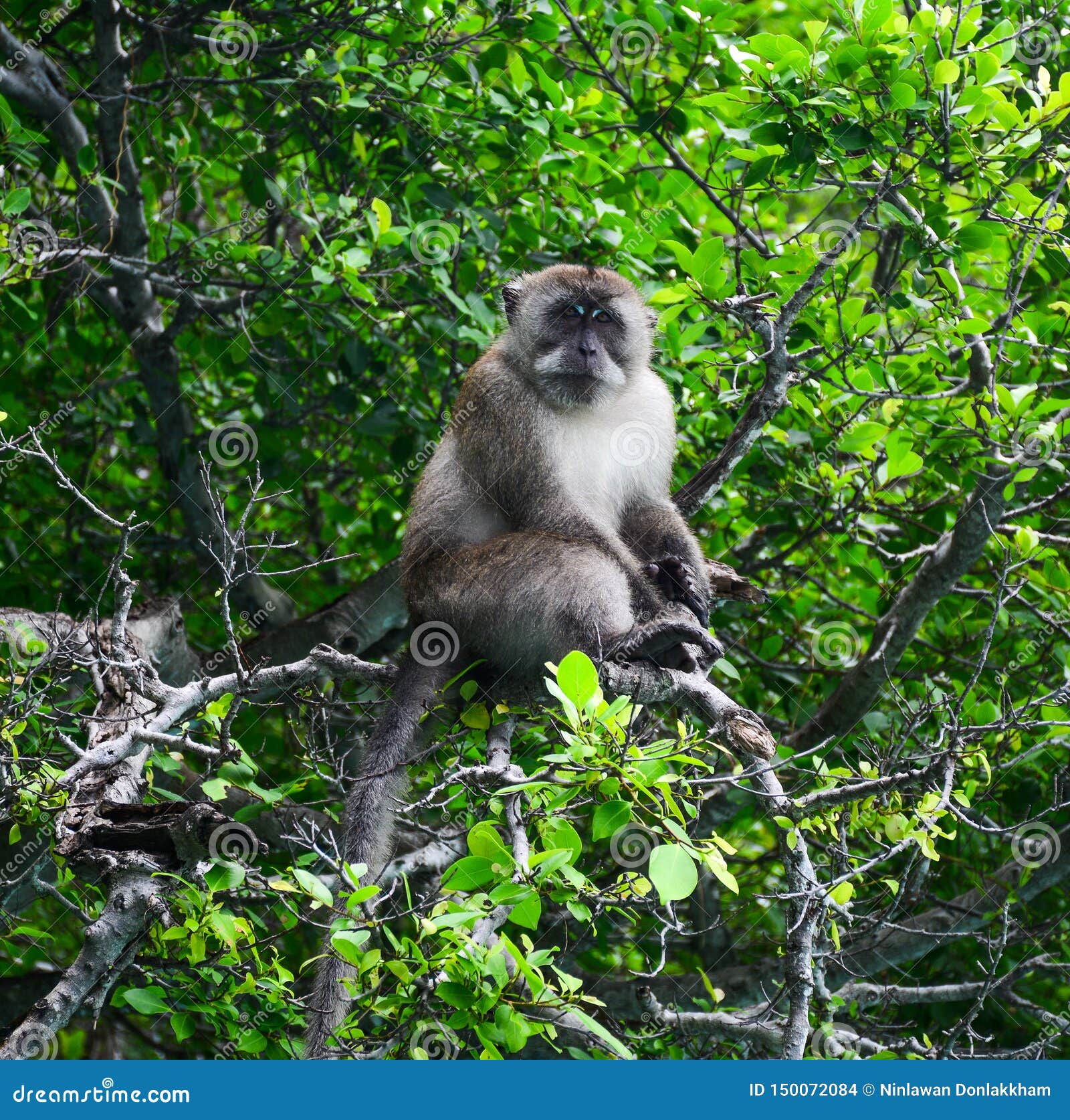 Monkey in deep forest stock photo. Image of natural - 150072084